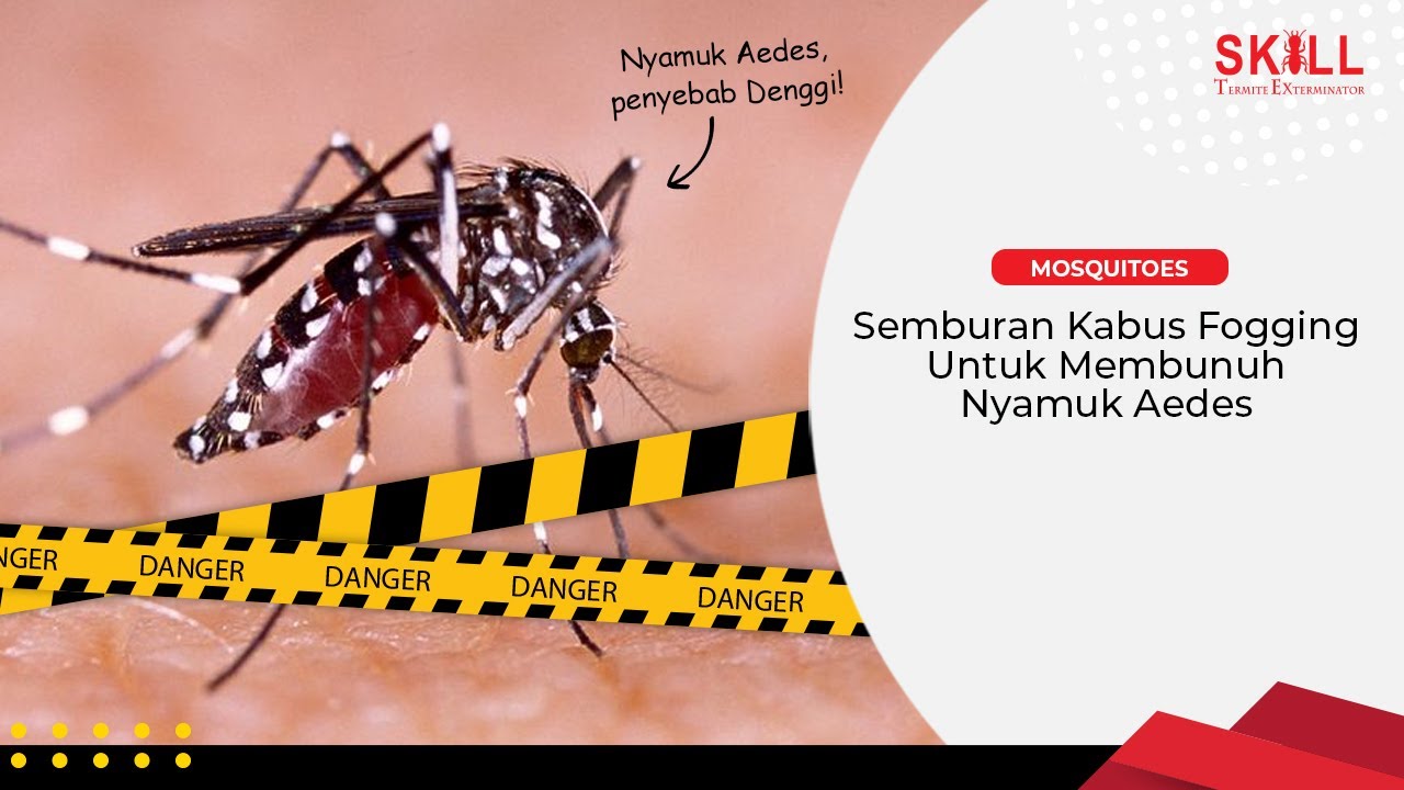 Semburan Kabus Fogging Untuk Membunuh Nyamuk Aedes! - YouTube