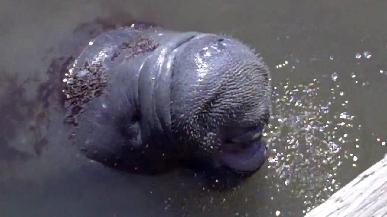 Cute Manatee Drinking Water - YouTube
