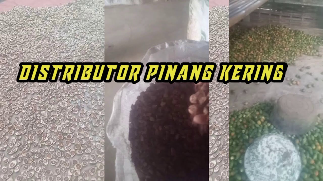 Distributor pinang kering - YouTube