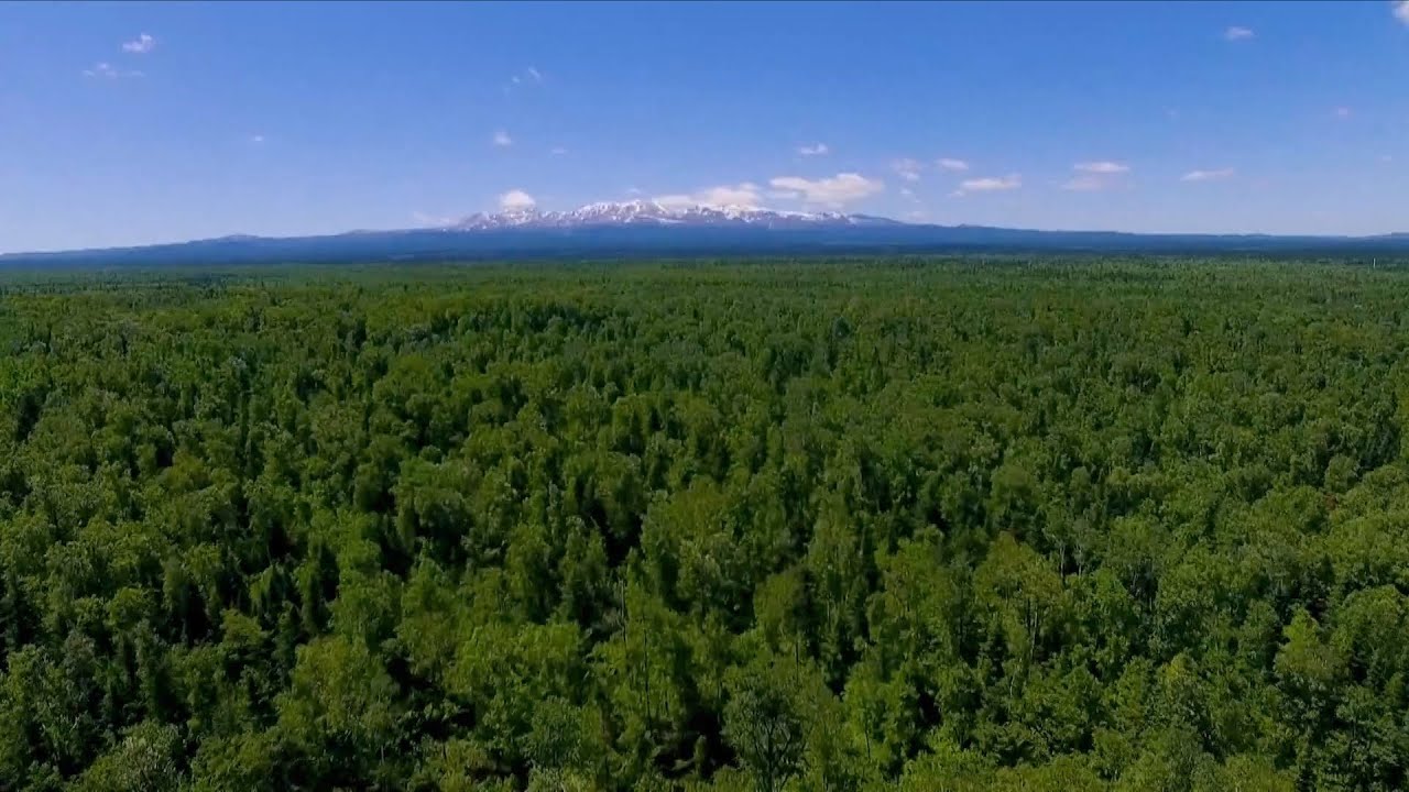 China builds more than 6.13m hectares of national reserve forests over ...