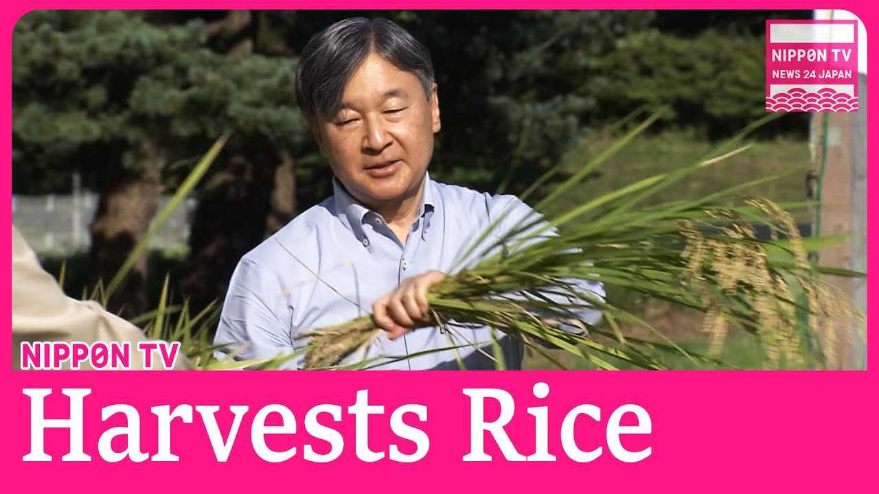 Japanese Emperor harvests rice at Imperial Palace - YouTube