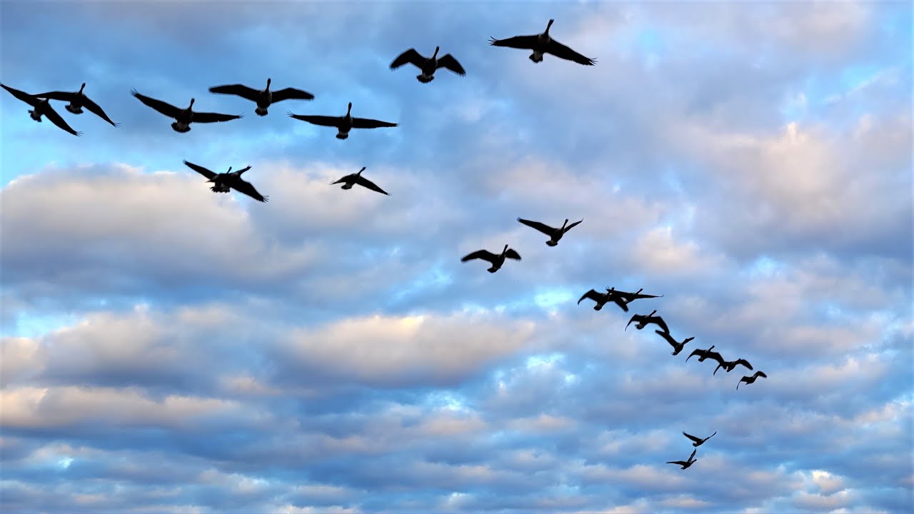 Sounds of Canada geese honking | Flying and swimming - YouTube