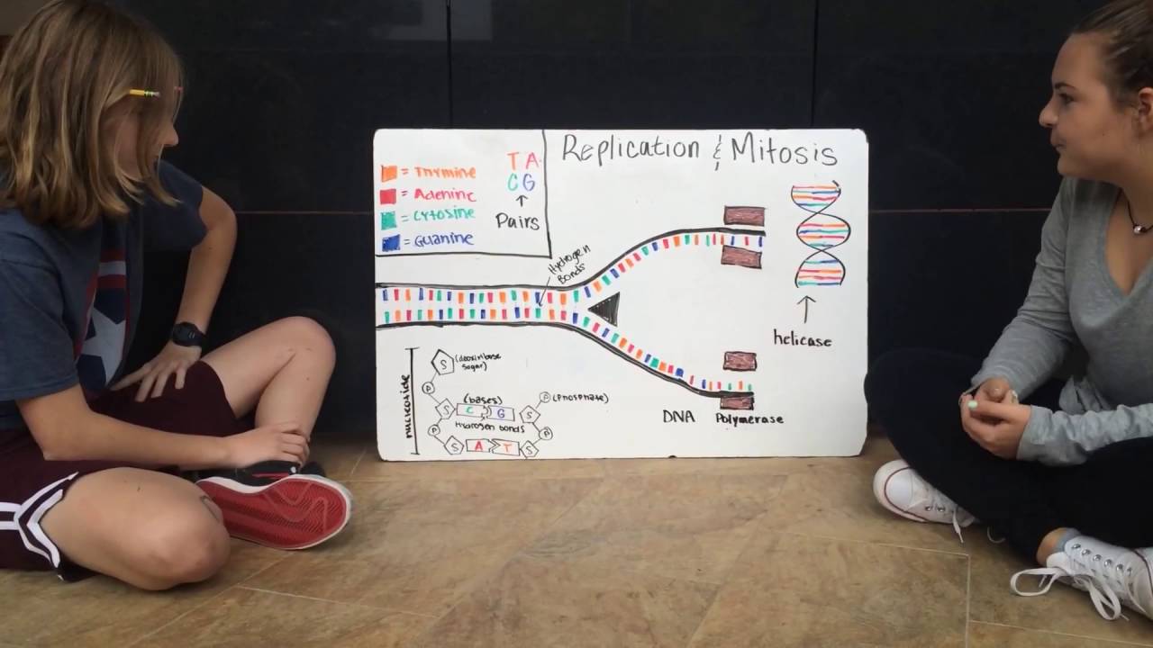 Mitosis & DNA Replication #1 - YouTube