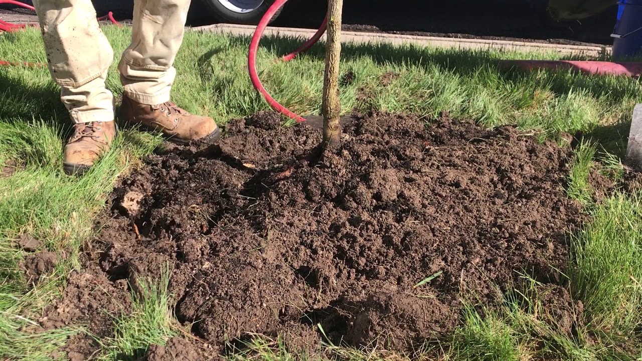 Tree Planting 101 - YouTube