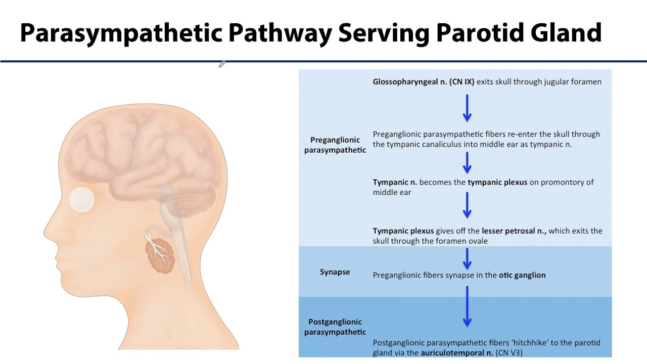 Parotid Gland Innervation