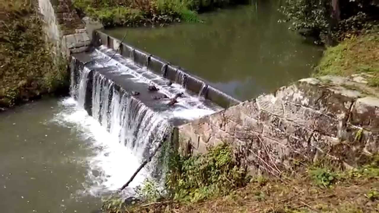 Falling duck from waterfall - YouTube