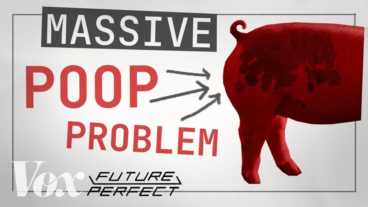 Hog farming has a massive poop problem - YouTube