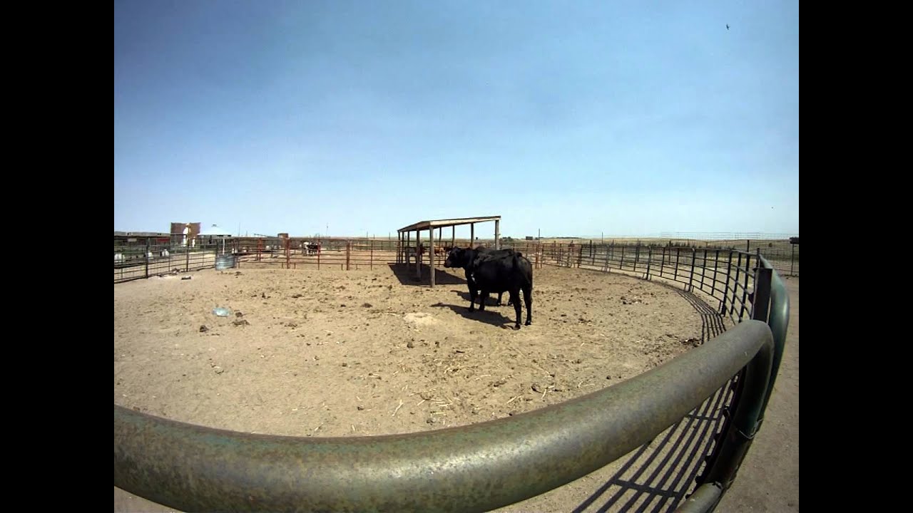 Extra leg cow - YouTube