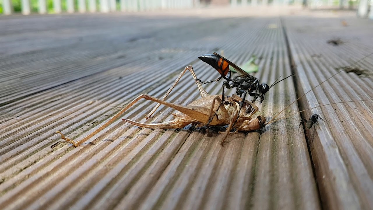 홍배조롱박벌의 좀날개여치 사냥/Korea Insect exploration - YouTube