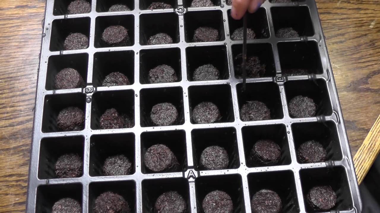 Easiest Way to Jump Start your Garden this Year -Burpee Seed Starter ...