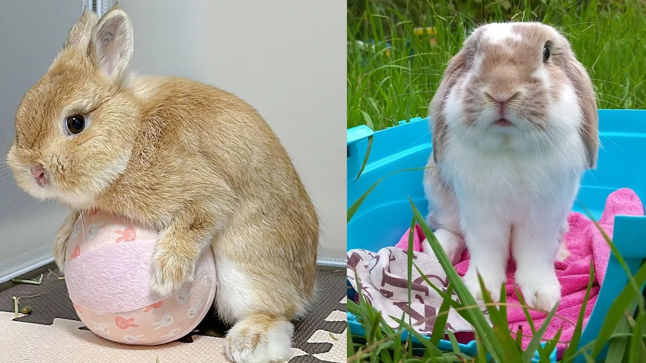 Cute Baby Rabbits Playing,Feeding Activities | Bunny Rabbit (Baby ...