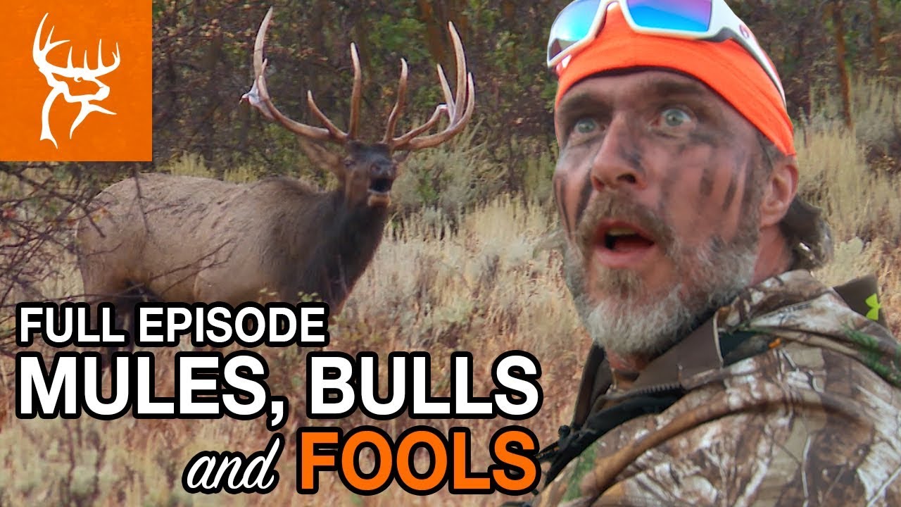 MULES, BULLS, and FOOLS | Buck Commander | Full Episode - YouTube