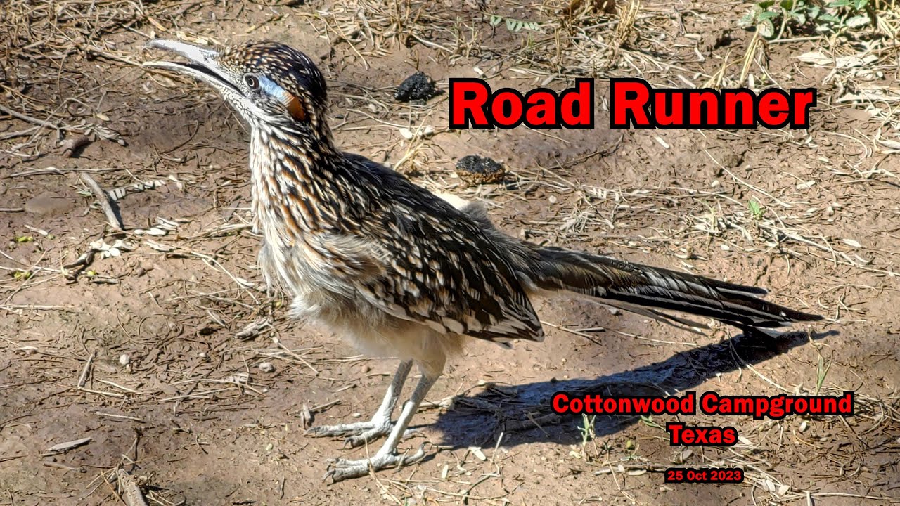 Road Runner- Texas - 25 Oct 2023 - 4K - YouTube