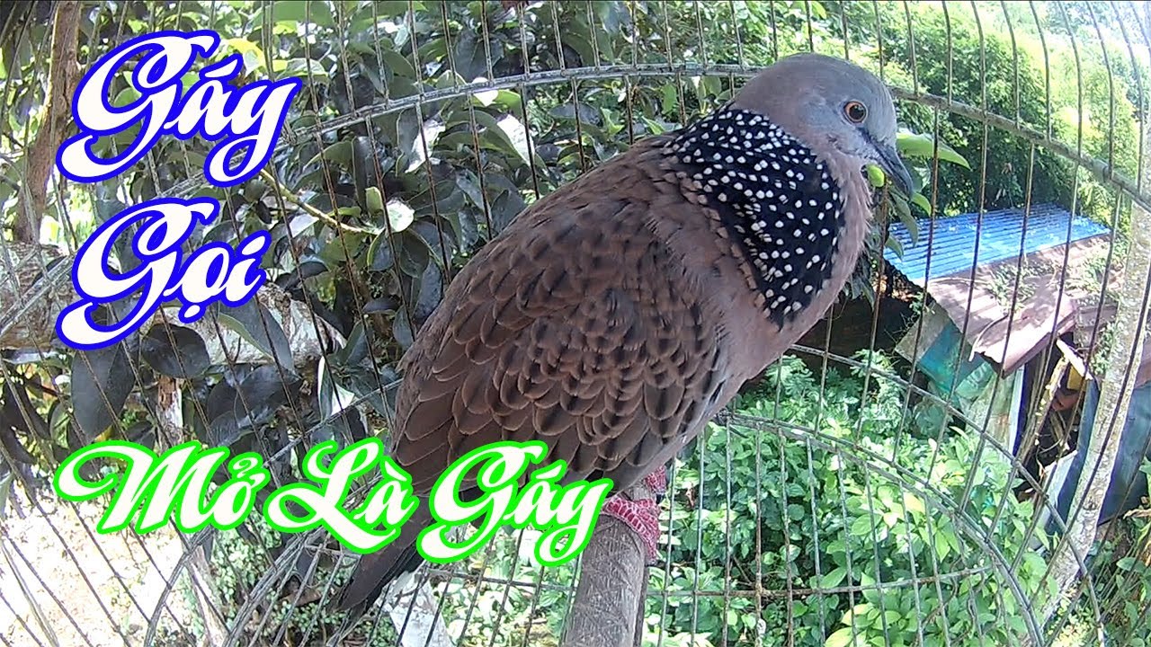 tiếng chim cu đất gáy gọi buổi sáng/ tiếng chim cu đất kêu mồi và gọi ...