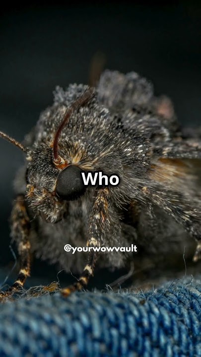 Ever Wonder Why We Call Software Glitches ‘bugs Computerbug Techhistory Funfacts Youtube