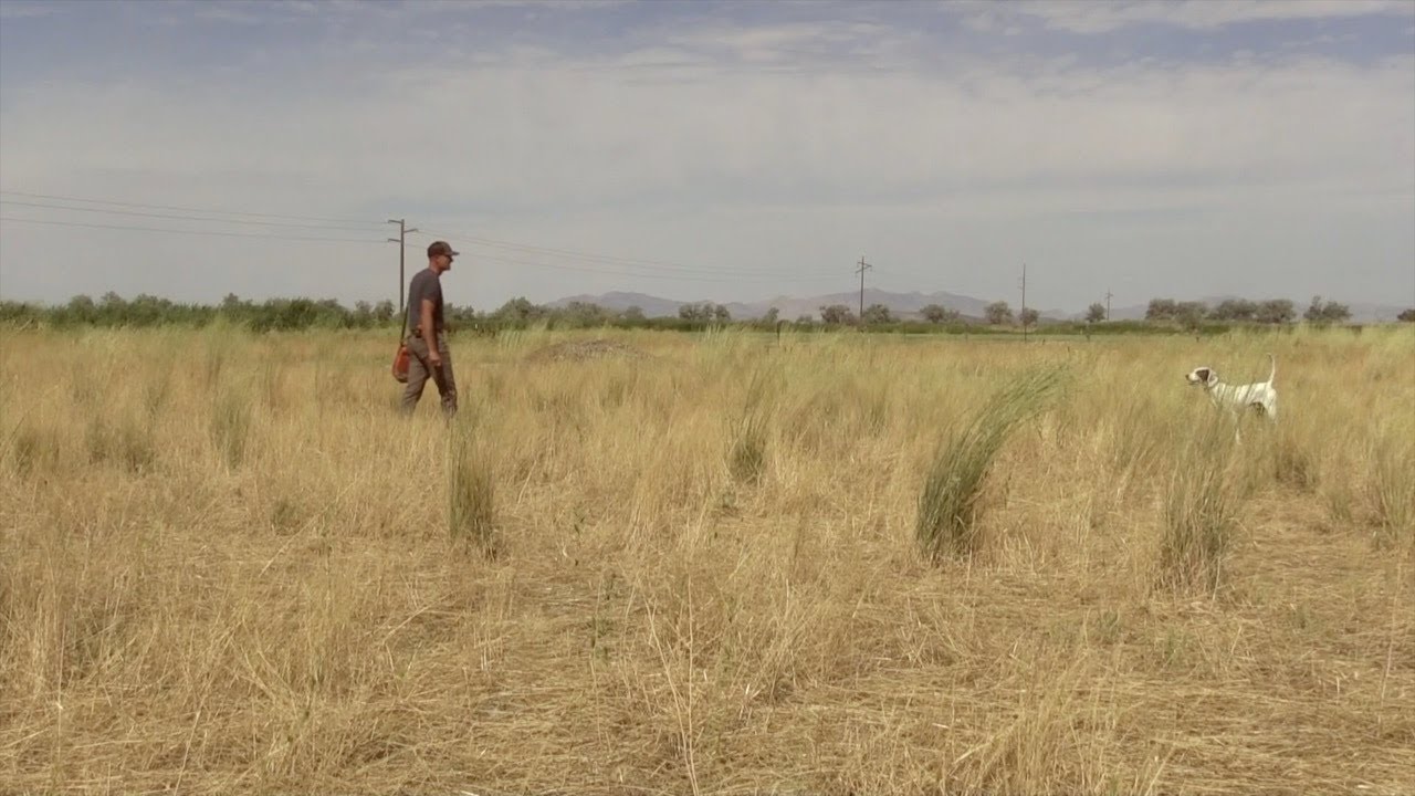 Progressing A Dog From Chasing To Pointing Birds | Pointing Dog ...