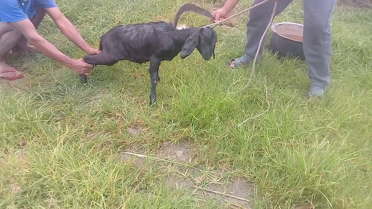 Goat kill in Nepal |Live | बाख्रा काटेको - YouTube