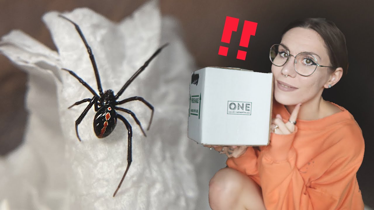 Chaotic SPIDER UNBOXING!. BOLTY Wolf Spiders, NEW Black Widow - One ...