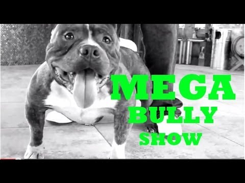 MEGA BULLY SHOW IBKC MODIFIED BULLIES 2013 MONTERREY NUEVO LEON 5 Y 6 ...