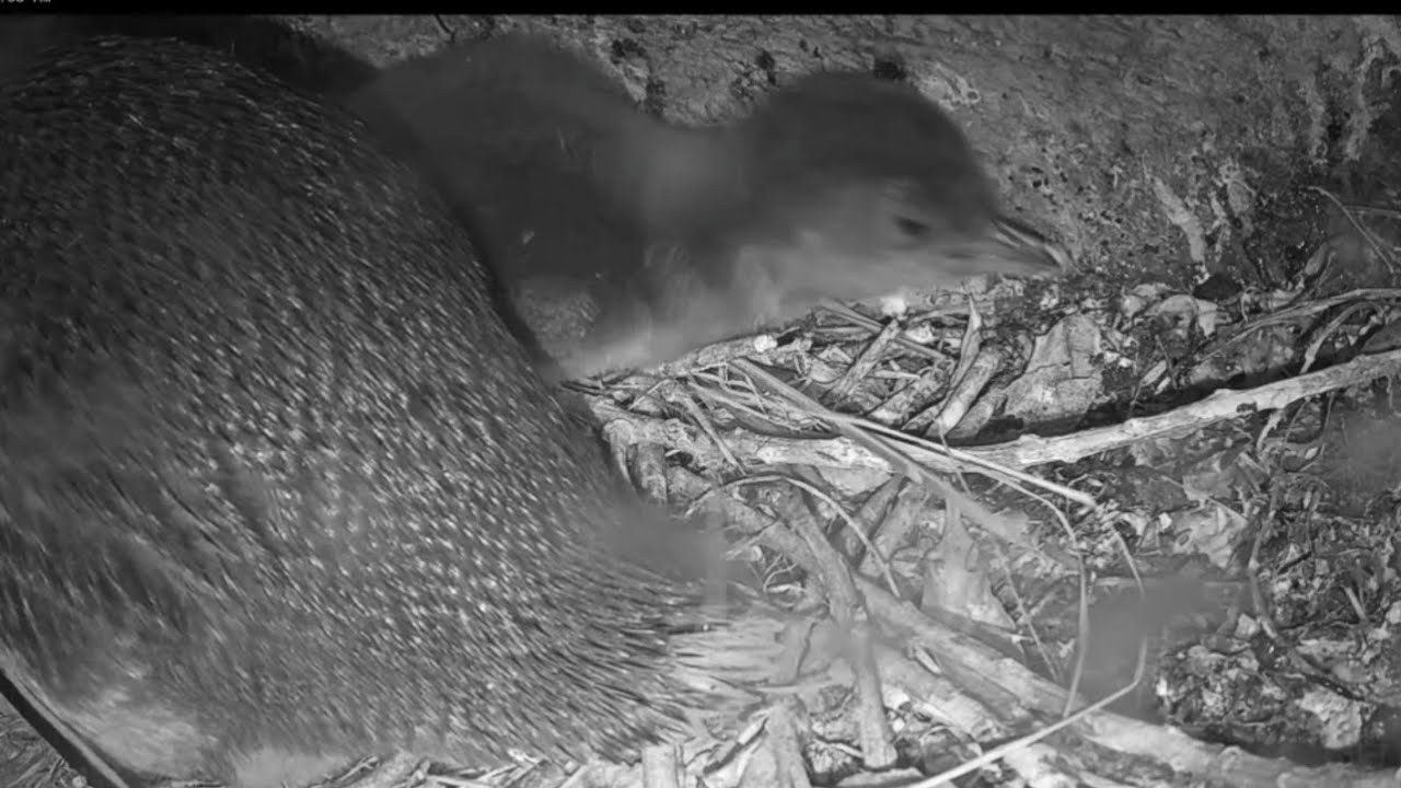 Elder penguin baby searching for food | Oamaru Blue Penguin | Sept 19 ...