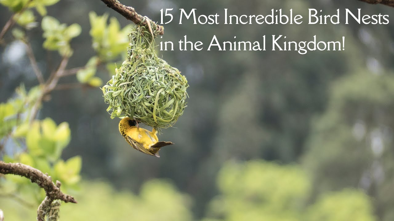 15 Most Incredible Bird Nests in the Animal Kingdom! - YouTube