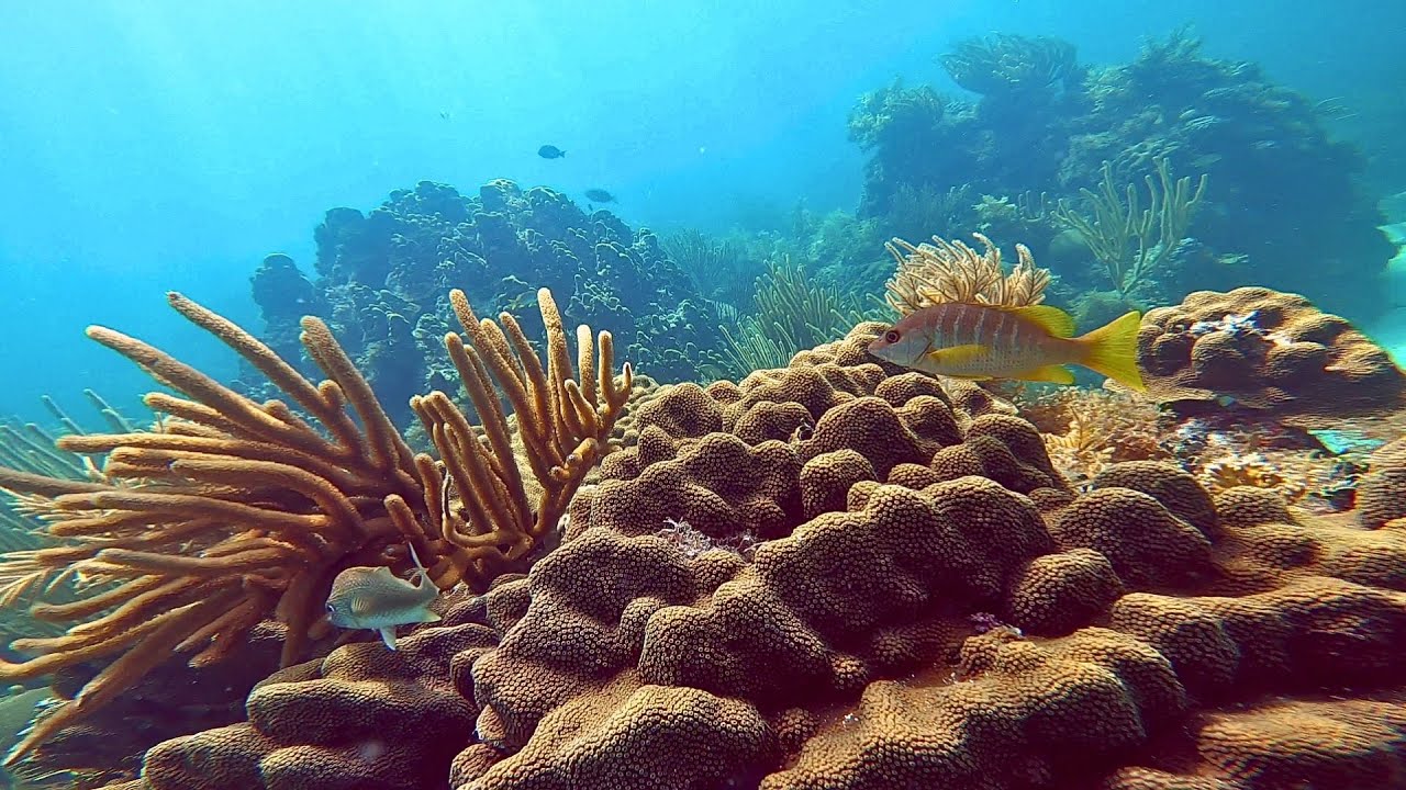 Patch reef snorkeling in Islamorada Florida Keys | Relax and lose ...
