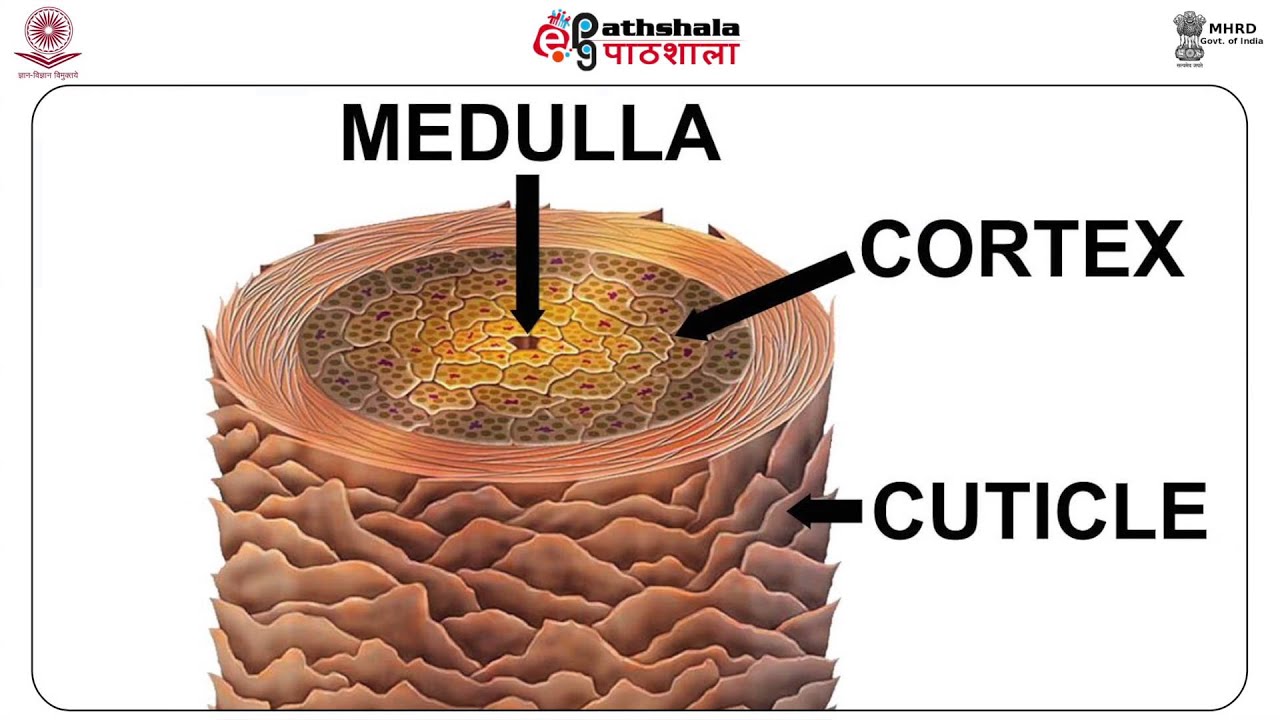 Medulla Hair