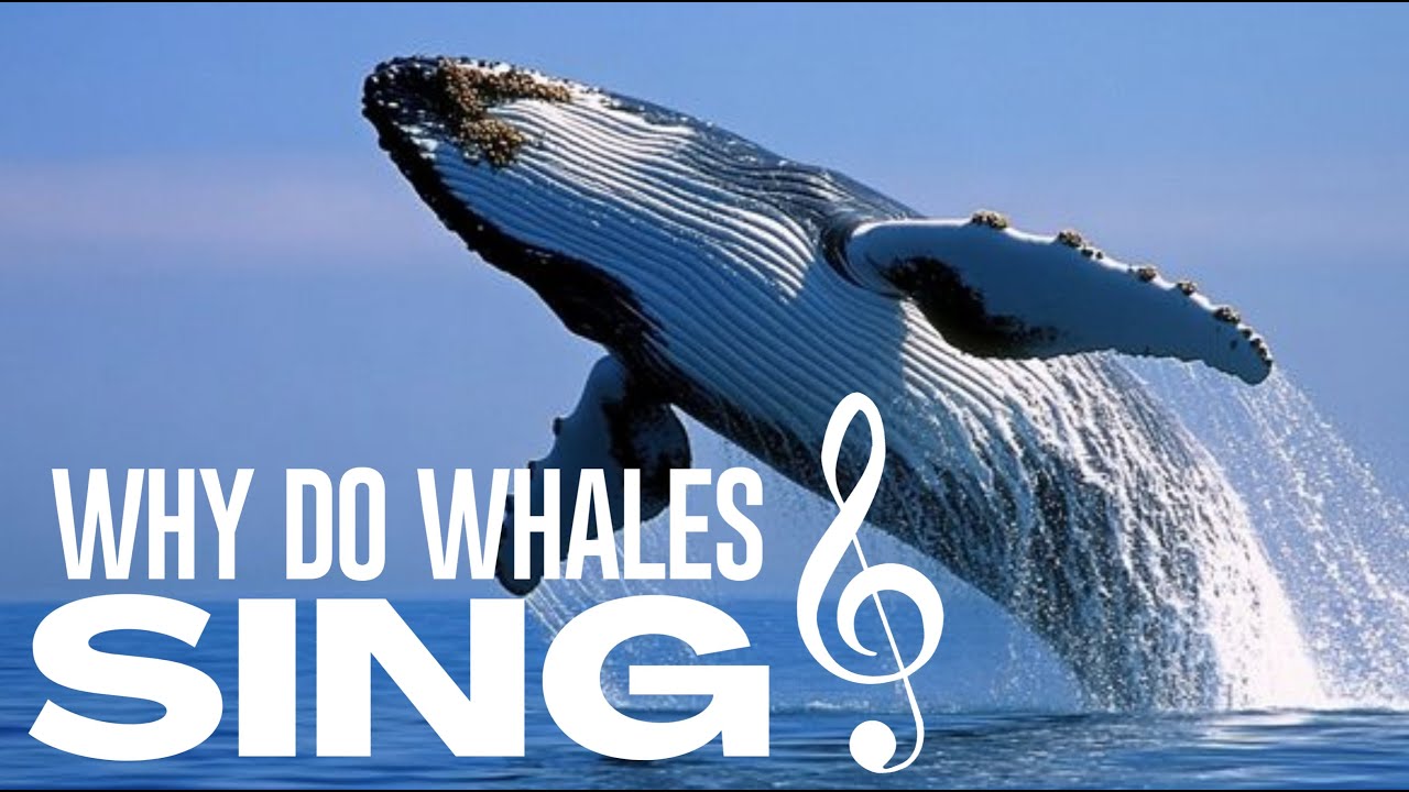 Why Do Whales Sing? Ocean Mysteries Explained - YouTube