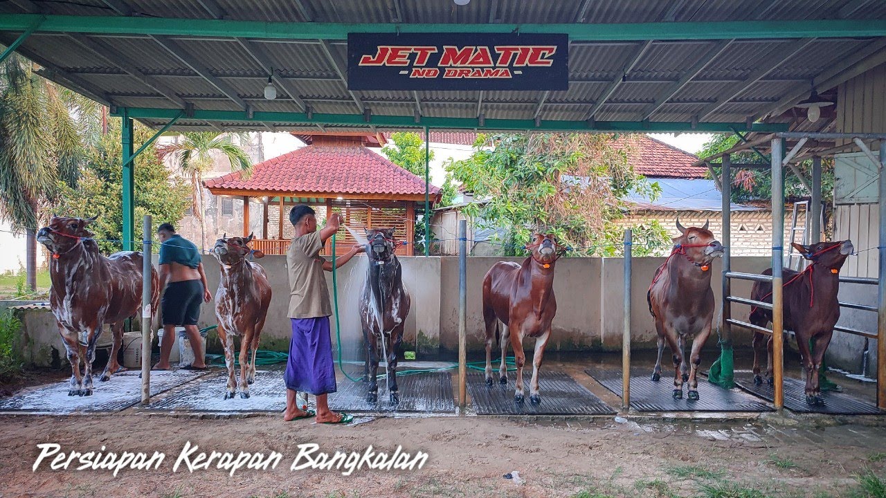 Ini sapi Team Jet Matic yang akan diturunkan di Event Terdekat di ...