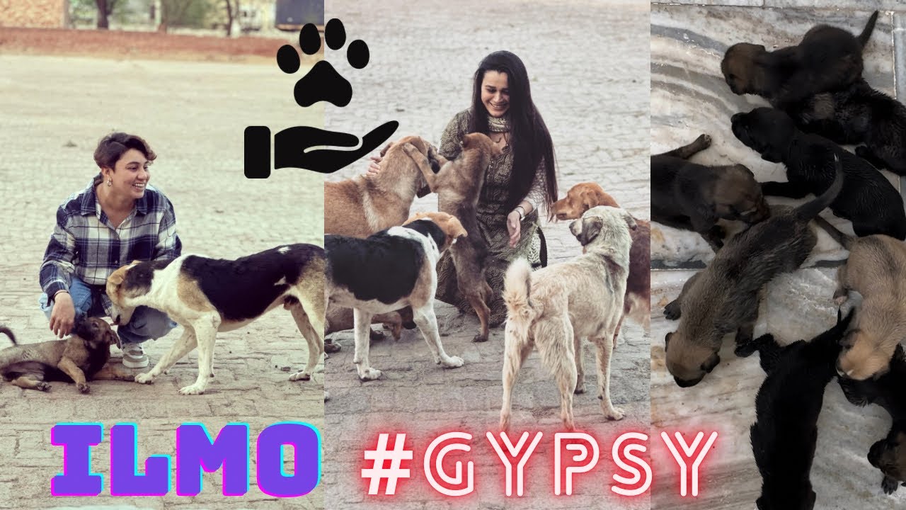 In Loving Memory Of Gypsy (Pet Lovers) - YouTube