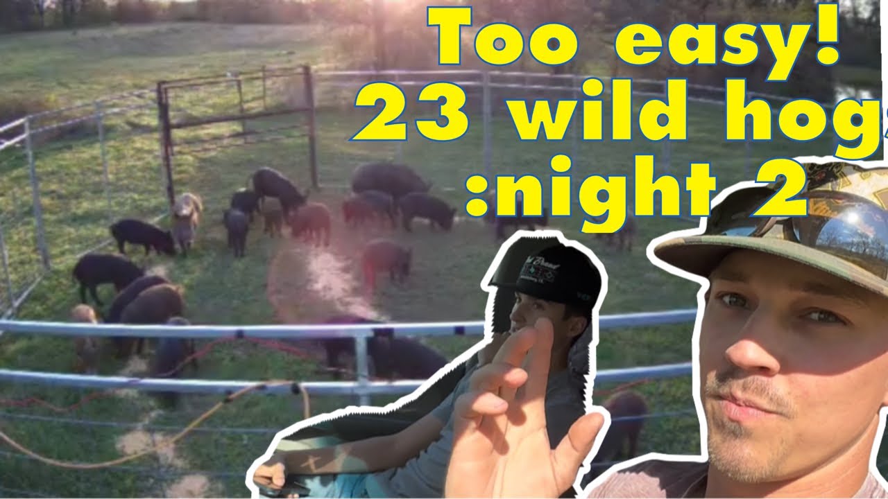 23/23 Capture 100% successful Hog Trapper! - YouTube