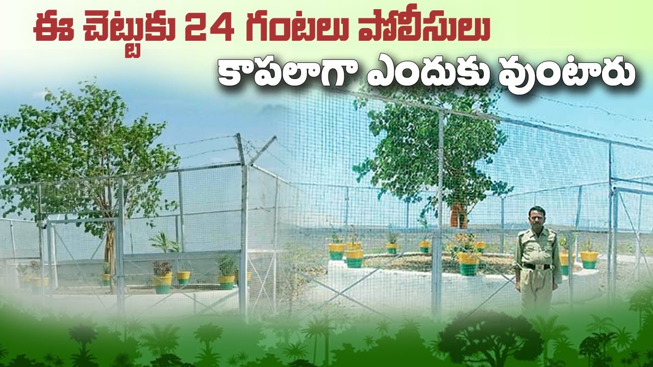 ఈ చెట్టుకు 24 గంటలు పోలీసులు ఎందుకు కాపలాగా వుంటారు |VVIP Tree | # ...