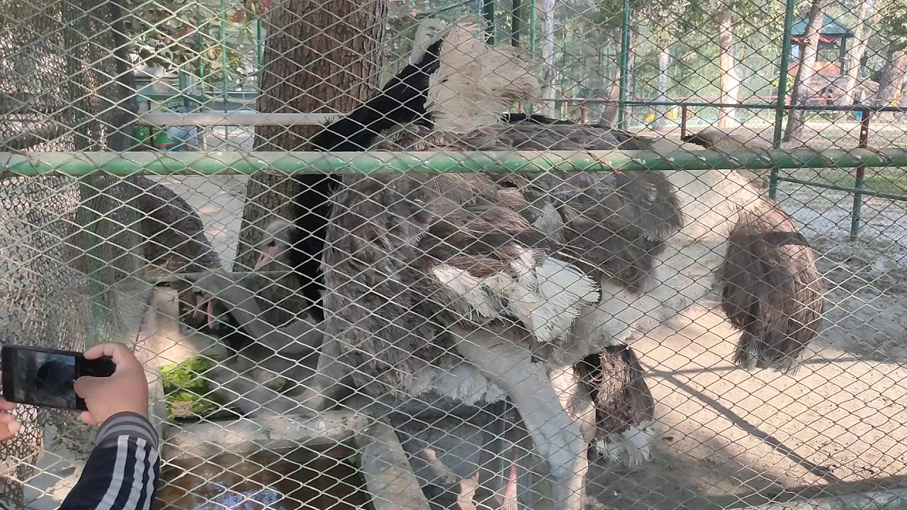 Ut pakhi | Ostrich | Ostrich in zoo | Ut pakhi bangladesh - YouTube