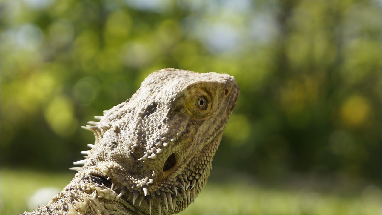 Livestream Vancha March - YouTube