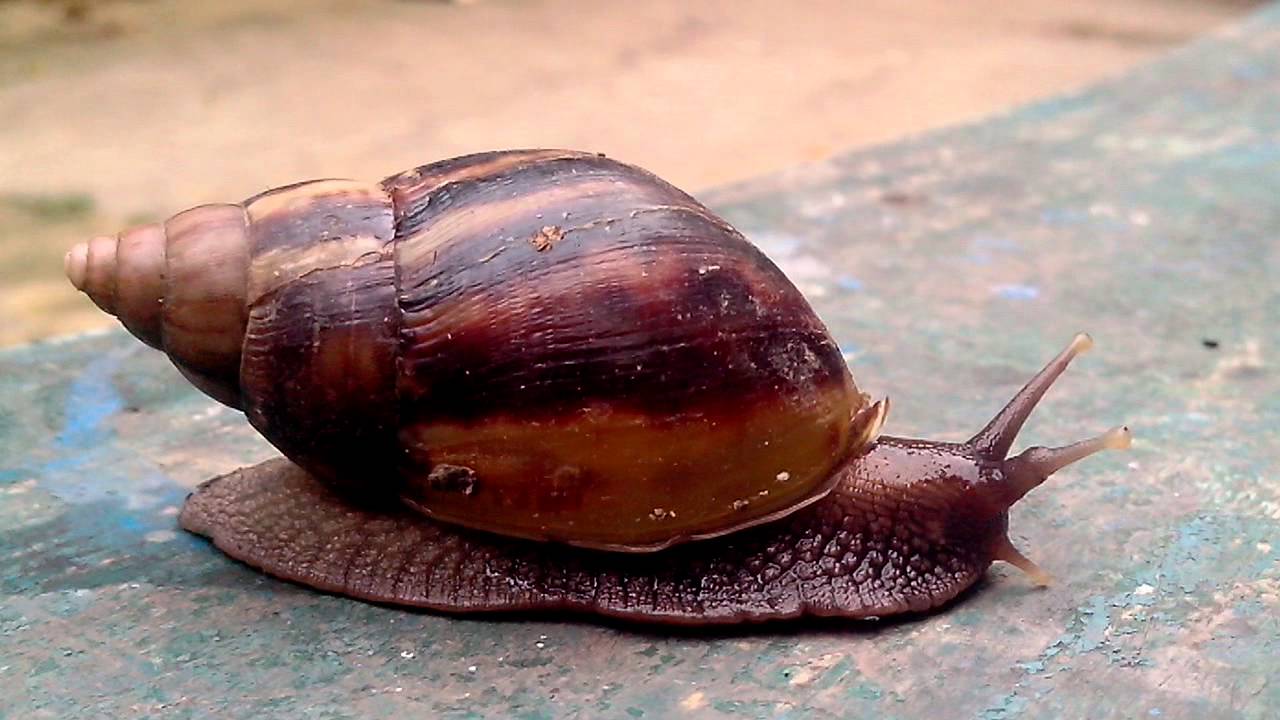 Snail walking on the table - YouTube