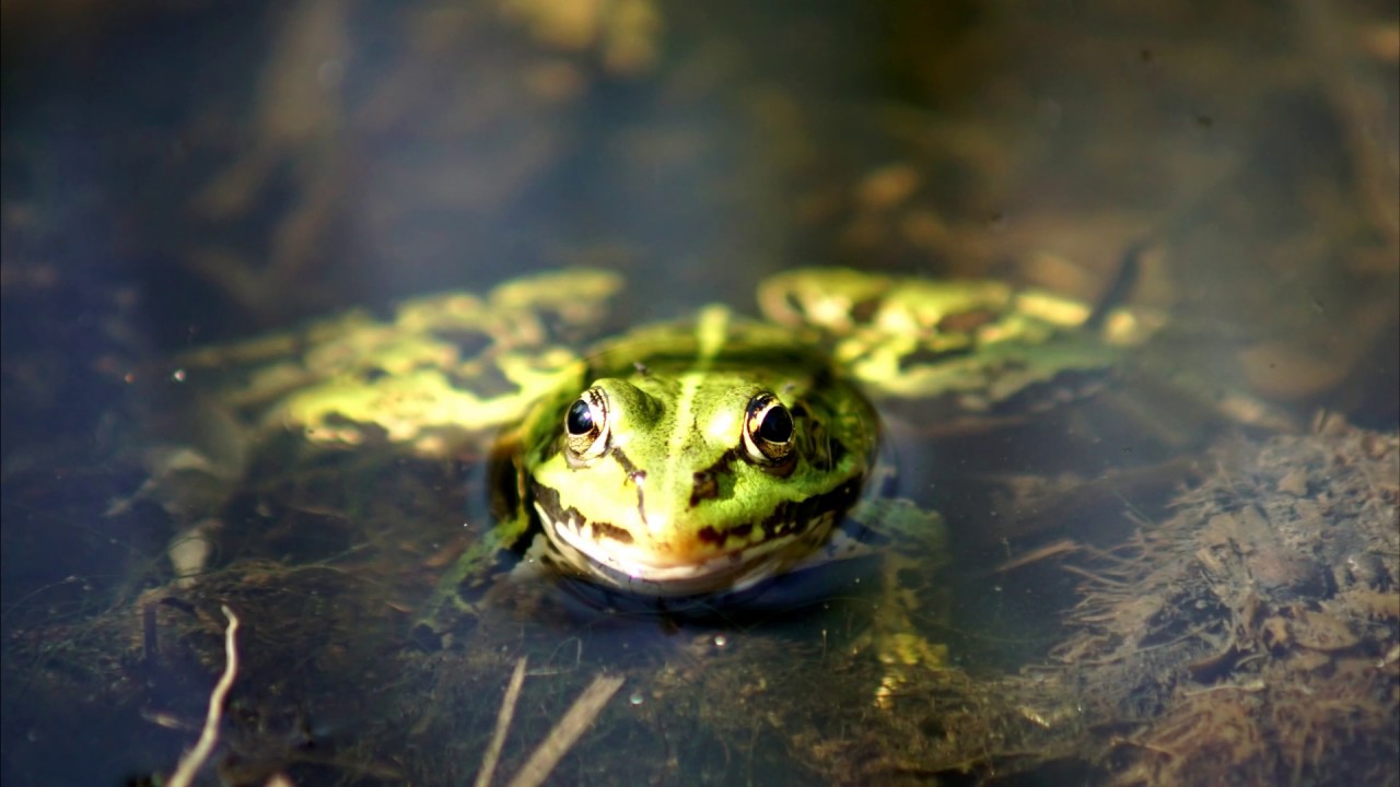 Żaby jeziorkowe w wysychającym stawie - YouTube