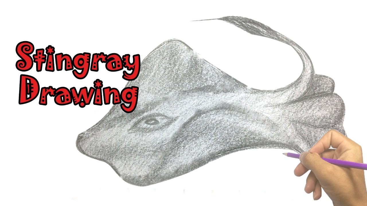Marine Life Artwork - Stingray Drawing - How to Draw sea animal video ...