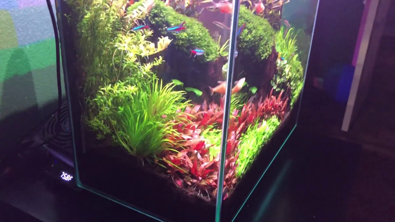 12 Gallon Planted Fluval Edge - Several Years Later - YouTube