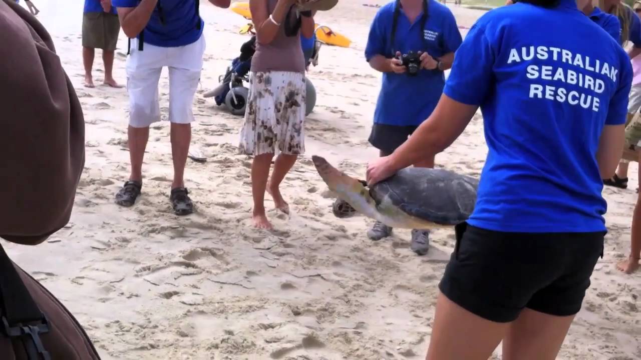 Releasing Sea Turtles, Byron Bay - YouTube