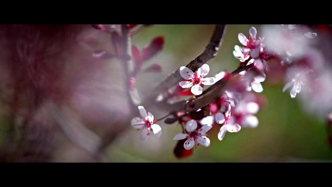 SPRING FLOWERS 2020 - YouTube