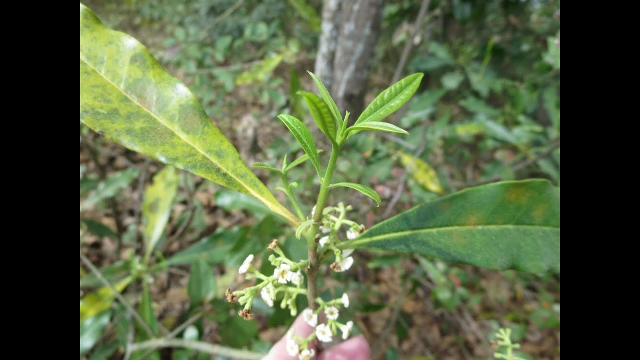 Wild American Olive Cartrema americana Osmanthus americanus Georgia ...