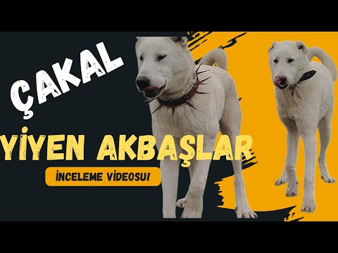 ÇAKAL YİYEN AKBAŞLAR!!!(Akbas Protecting the Sheep) #keşfetteyiz #akbaşçobanköpeği #dog #animals
