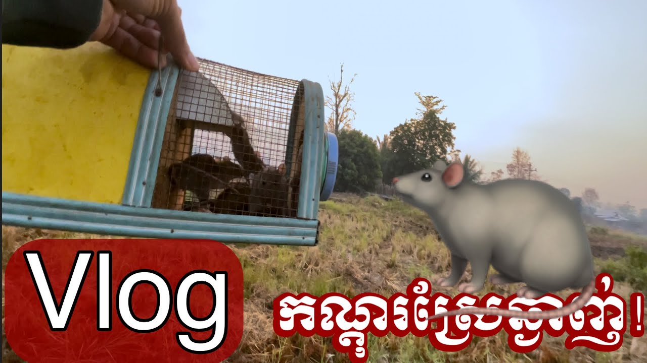 Vlog How to catch wild rats ការចាប់កណ្តុរ កណ្តុរស្រែ - YouTube