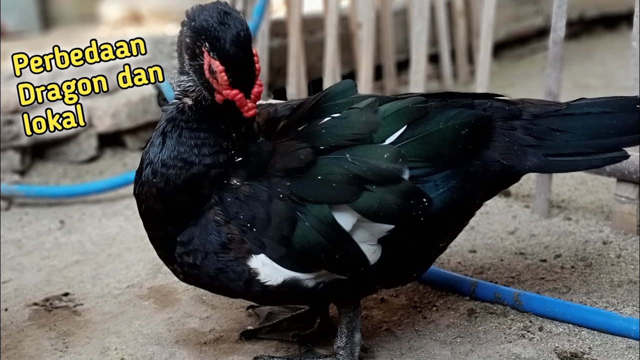 perbedaan entok dragon dan lokal - YouTube