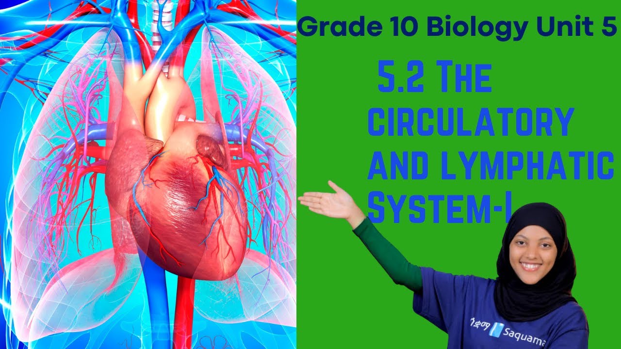 Grade 10 Biology Unit 5: 5 . 2 The circulatory and lymphatic System ...