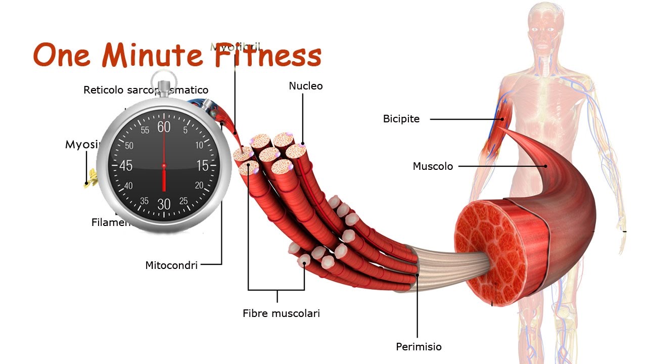 Fibre muscolari: caratteristiche e tipologie - YouTube