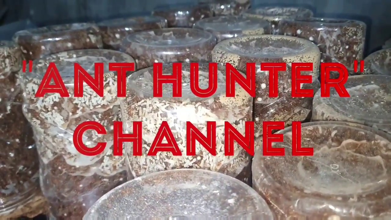 BANYAK KOLONI SEMUT HASIL TELUR KROTO MELIMPAH - YouTube