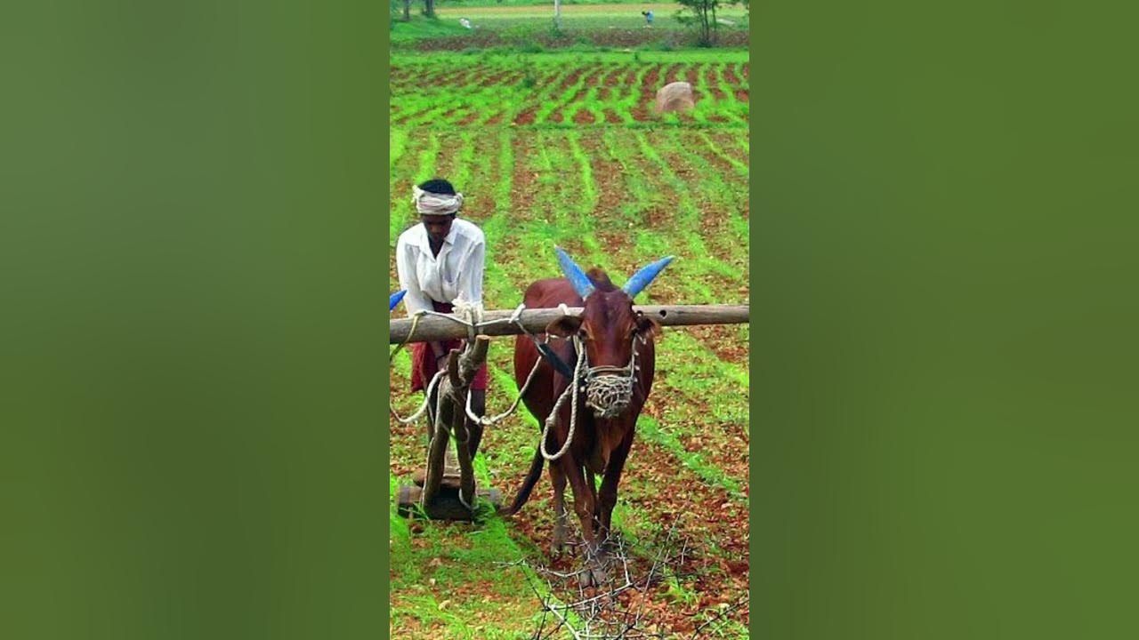 Different Names Of Shifting Cultivation youtubeshorts geographyshort different-names-of-shifting-cultivation-youtubeshorts-geographyshort