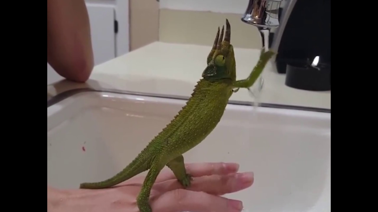 Chameleon trying to hold water - YouTube