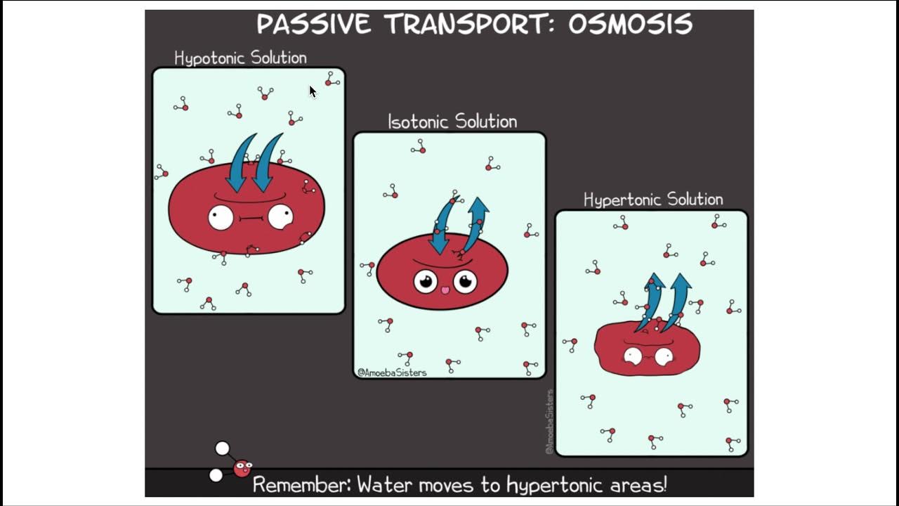 Homeostasis and Transport - Biology Keystone Review - YouTube